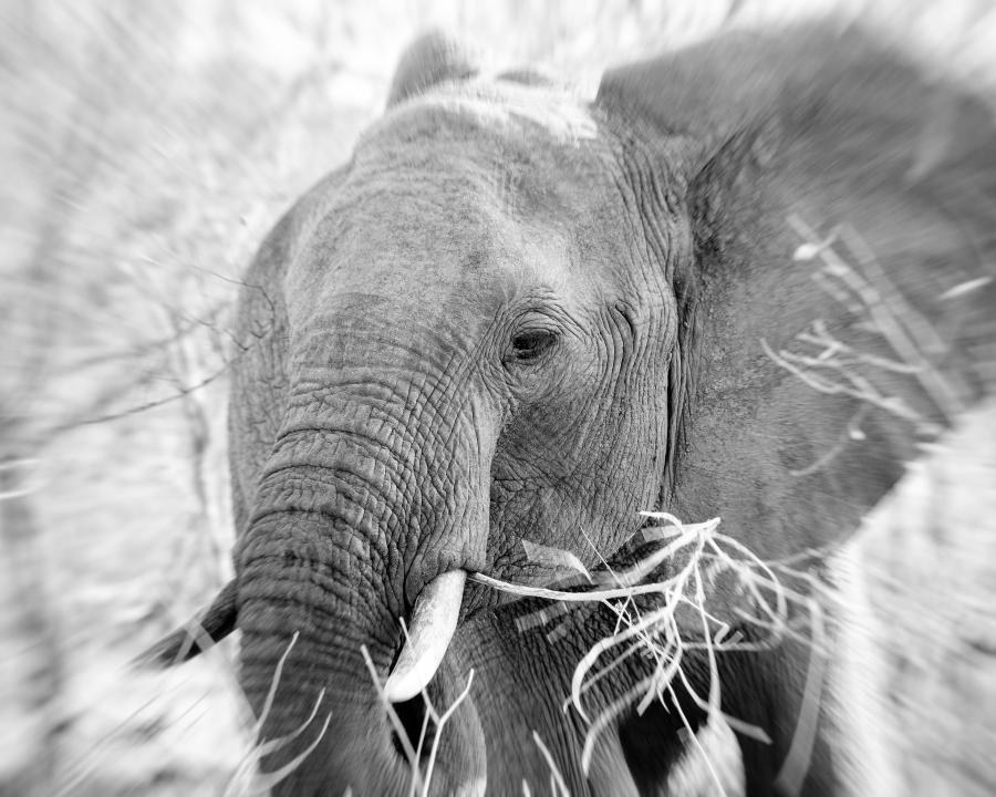 Crashing Through The Bush | Shutterbug